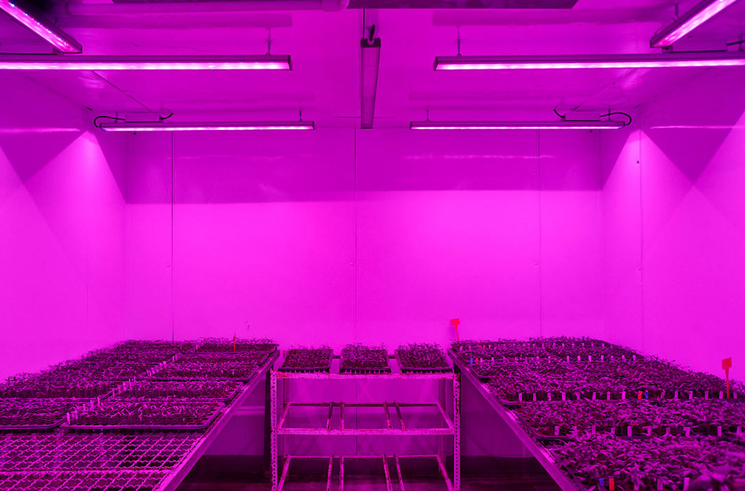 S.A.I.S.: LED Lighting for plants growth & plants research