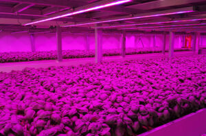 Bio Extra Solum: basil indoor vertical farming systems