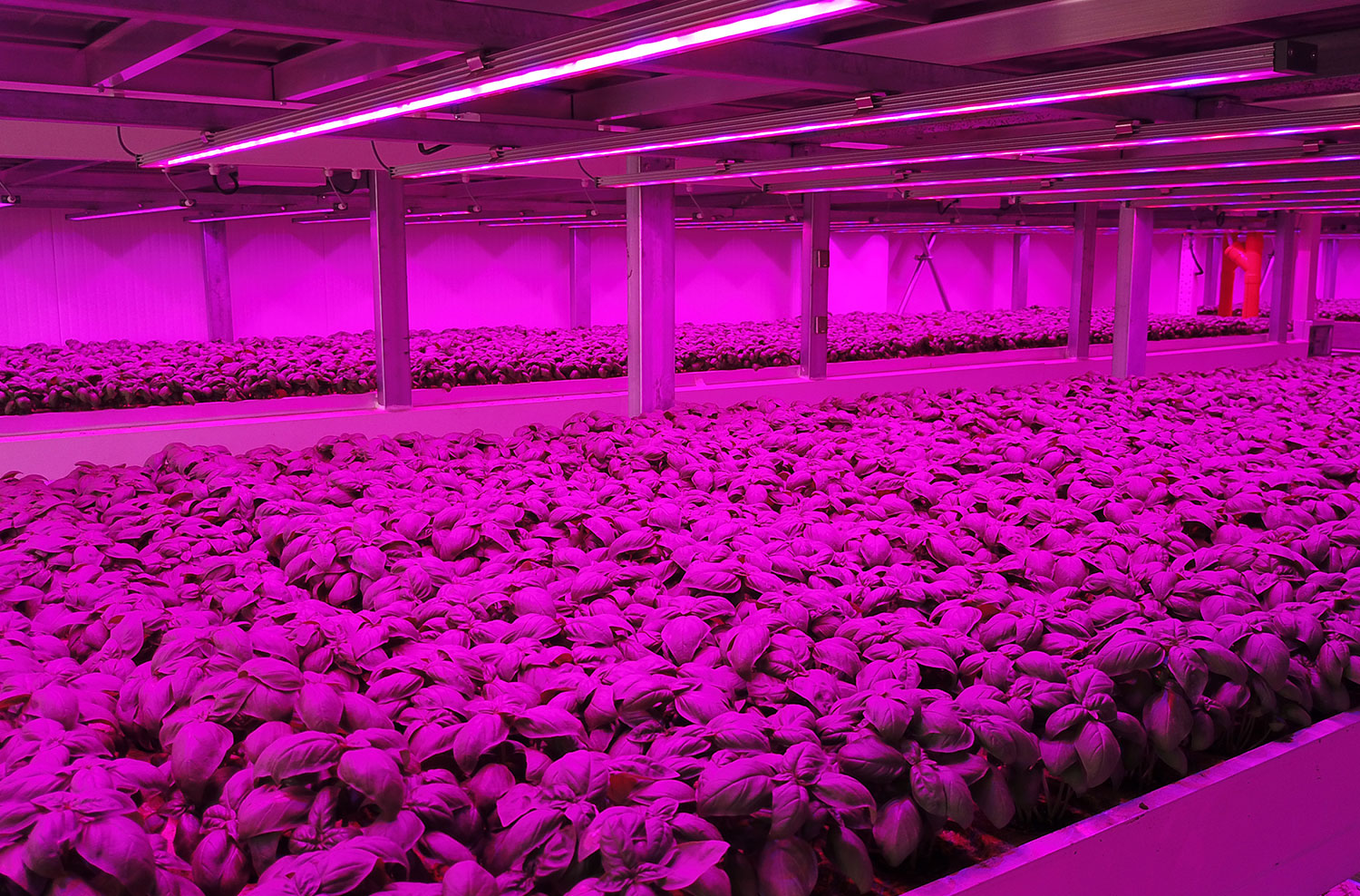 Bio Extra Solum: basil indoor vertical farming systems